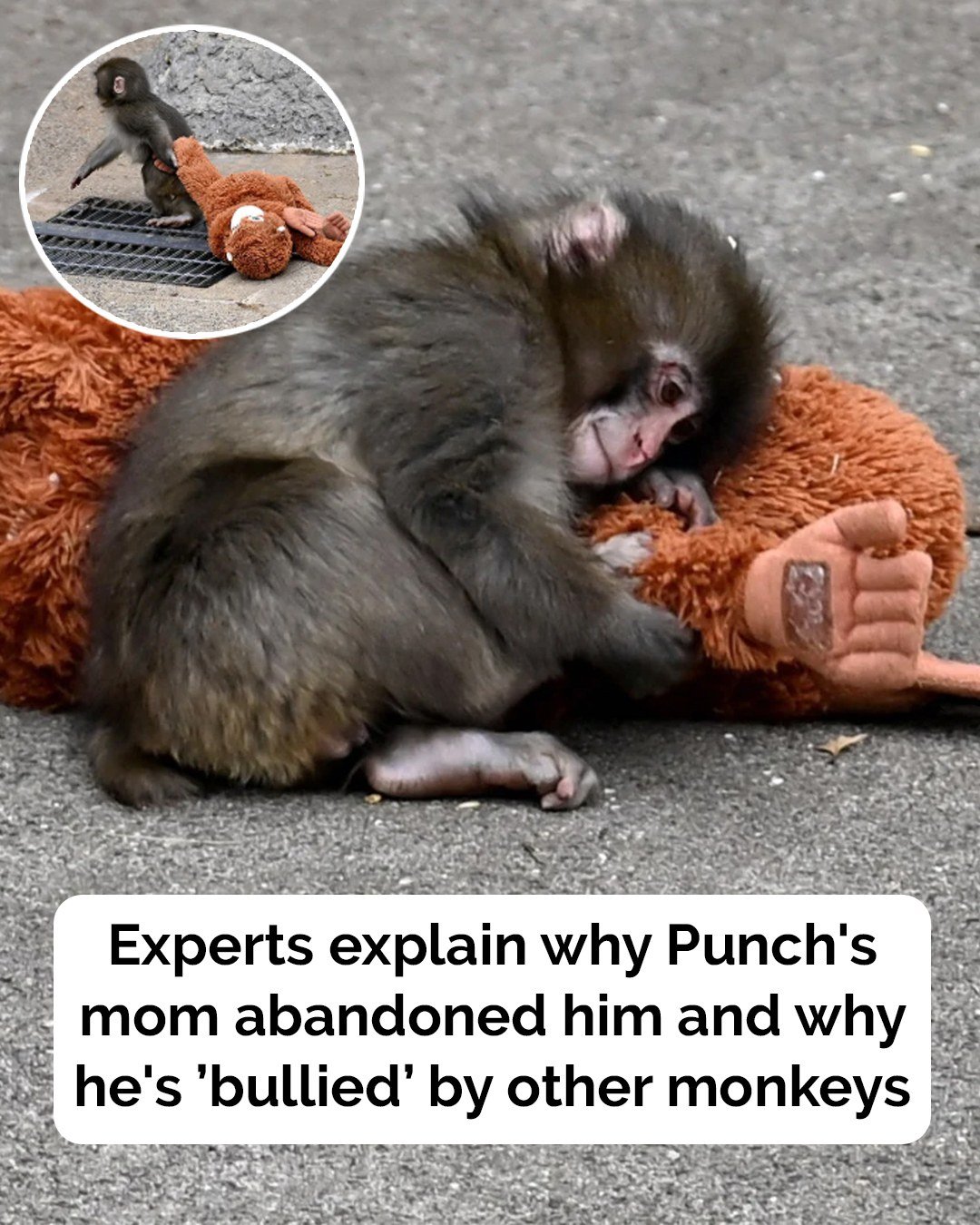 Expert Reveals Why Punch’s Mom Left Him and Why Other Monkeys Pick on ...